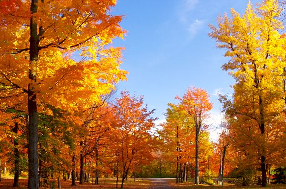 Image automne et photo feuille automne, nature et arbre