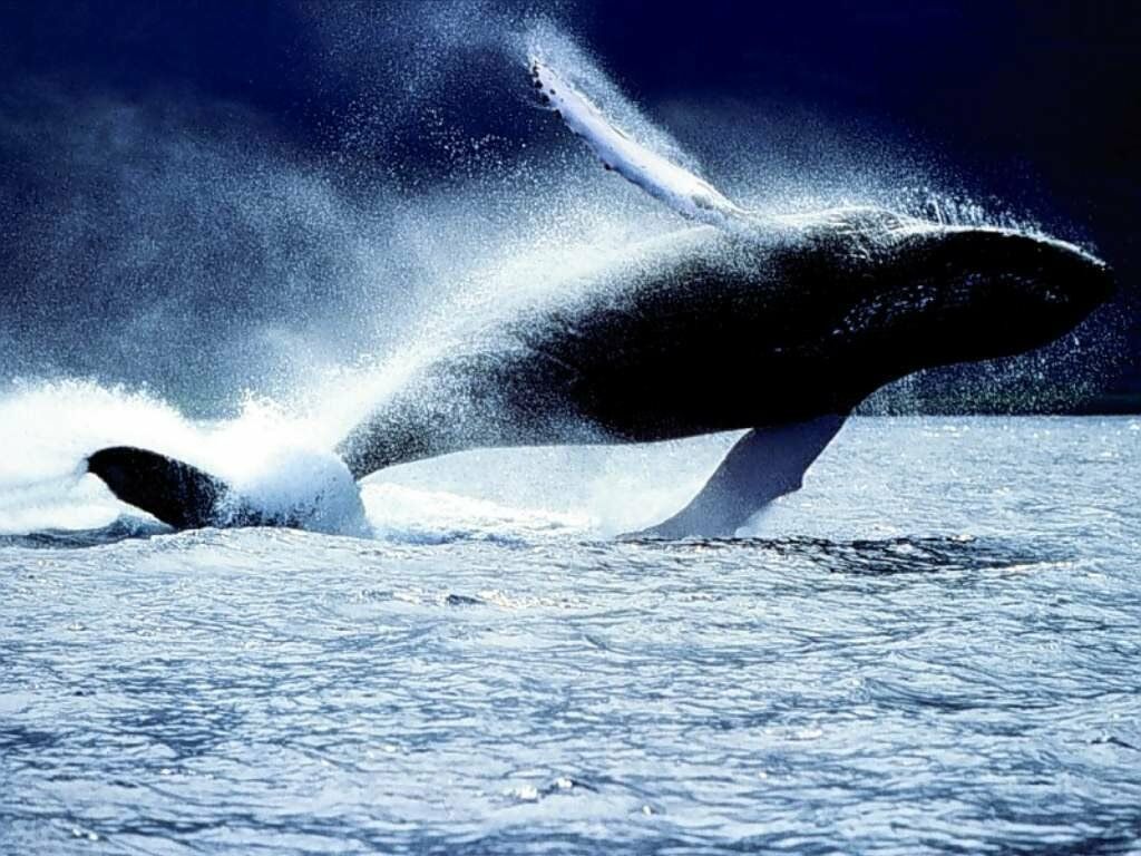 Photo baleine a bosse vue sur le côté. C'est une très belle image pour ...