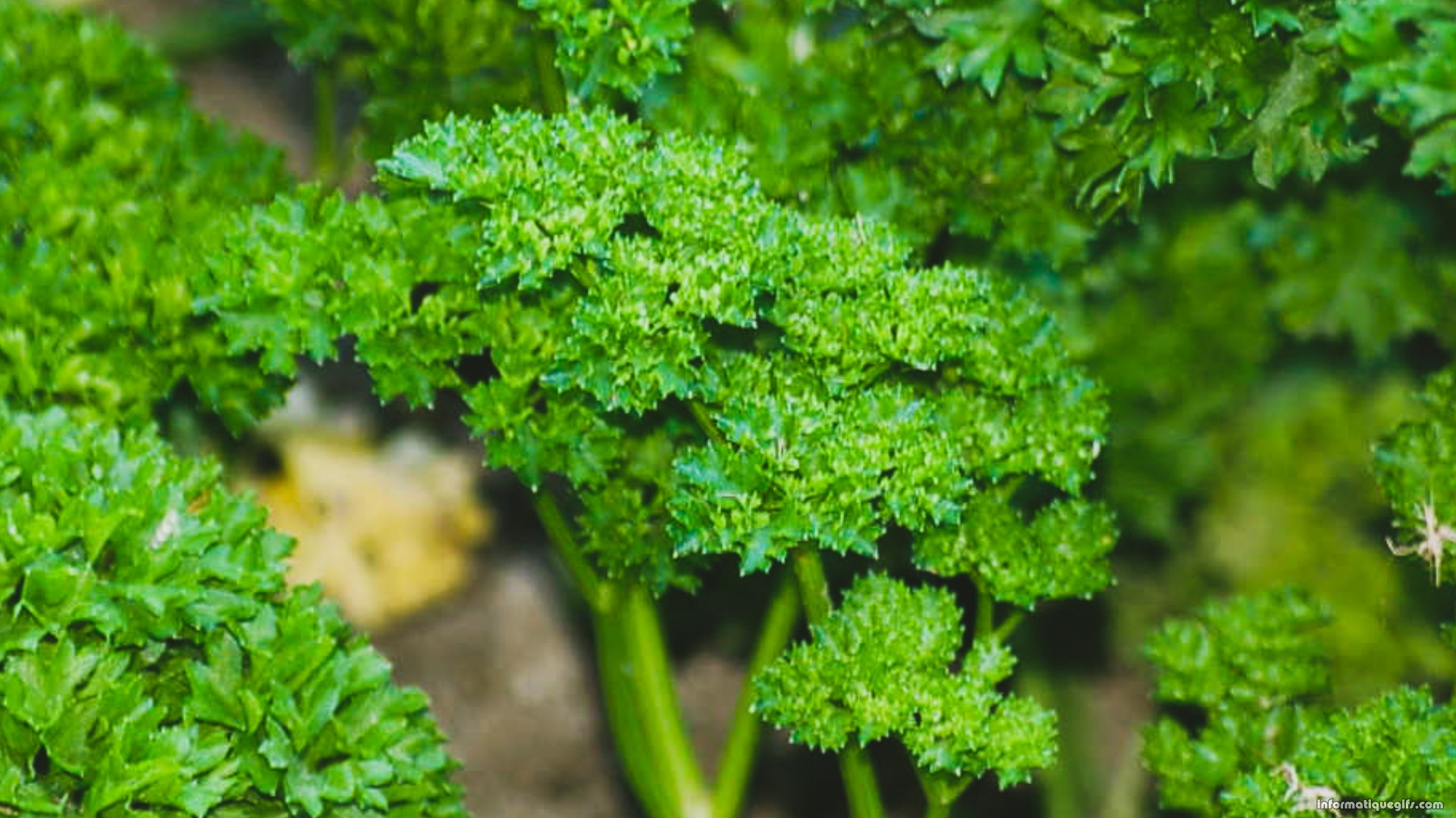 Fond ecran persil photo persil tubereux