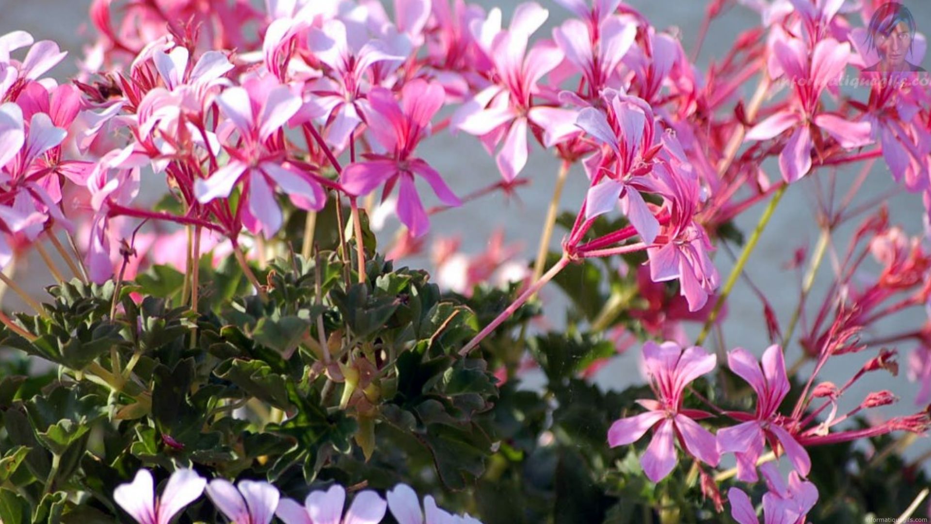 Fond ecran geranium arriere plan et photo de geranium