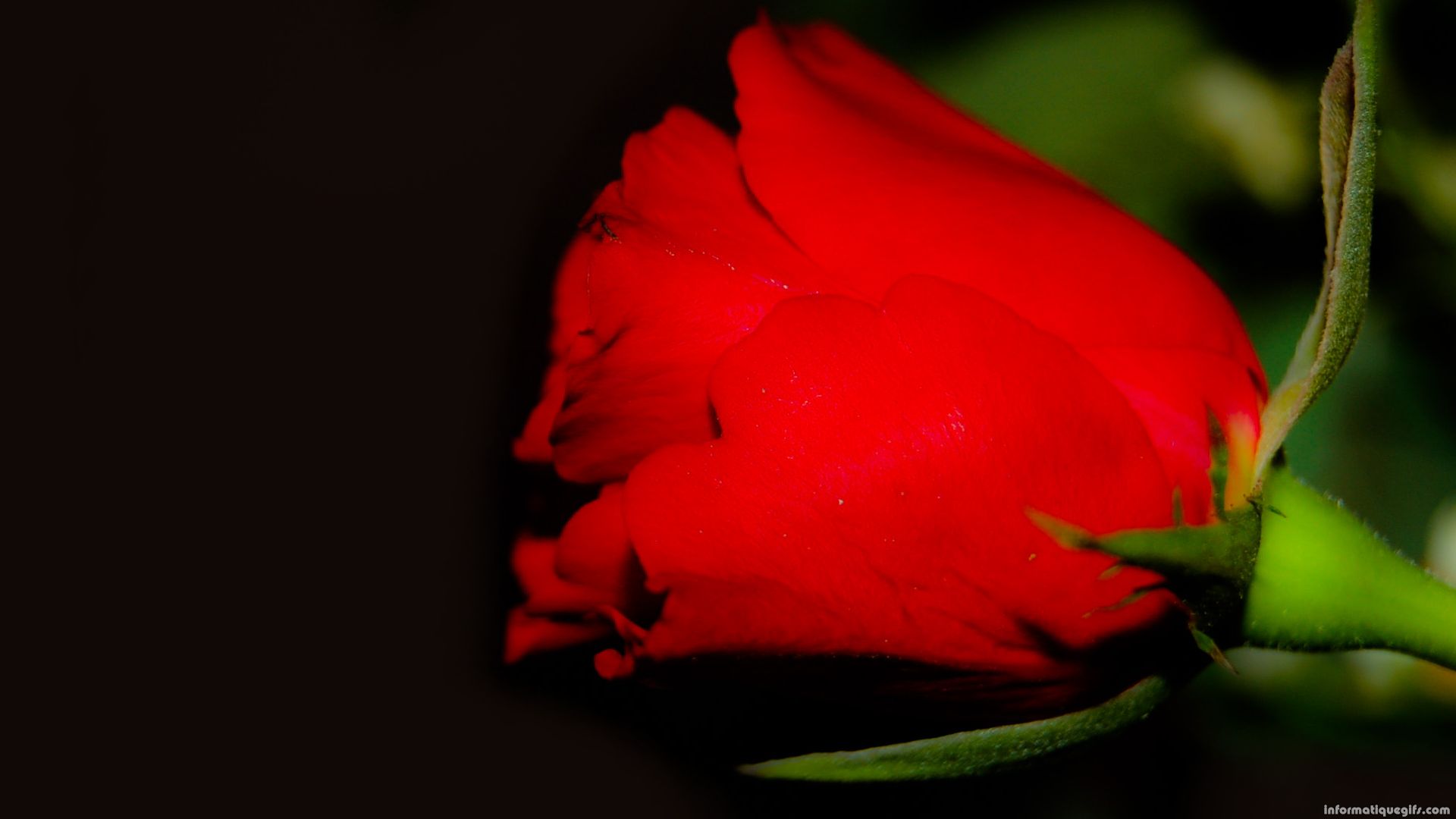 Fond ecran rose rouge, photo rose blanche