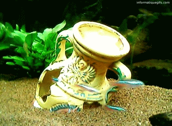 Gifs poisson - GIF, image, GIF anime, Gifs