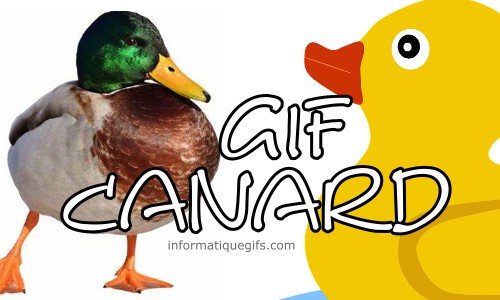 Image gif canard et image oiseau gifs animes